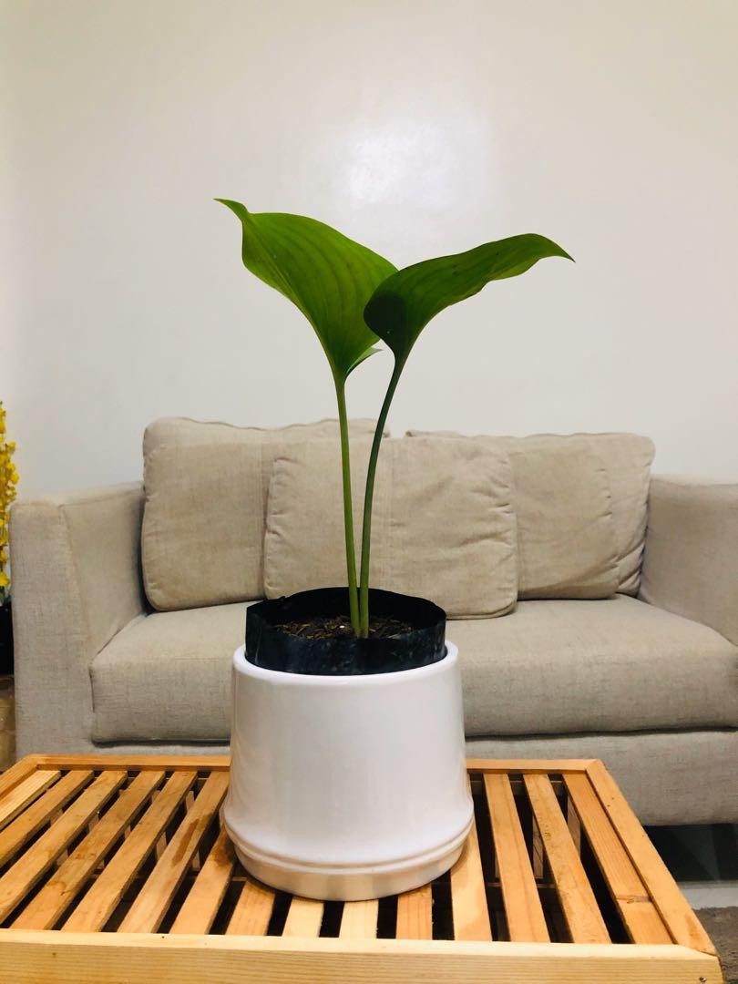 Abud Plant - Hosta Buster Plant, Furniture & Home Living, Gardening ...