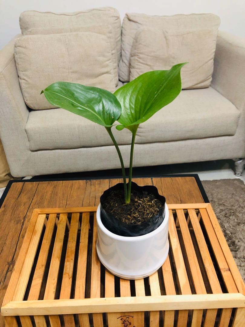 Abud Plant - Hosta Buster Plant, Furniture & Home Living, Gardening ...