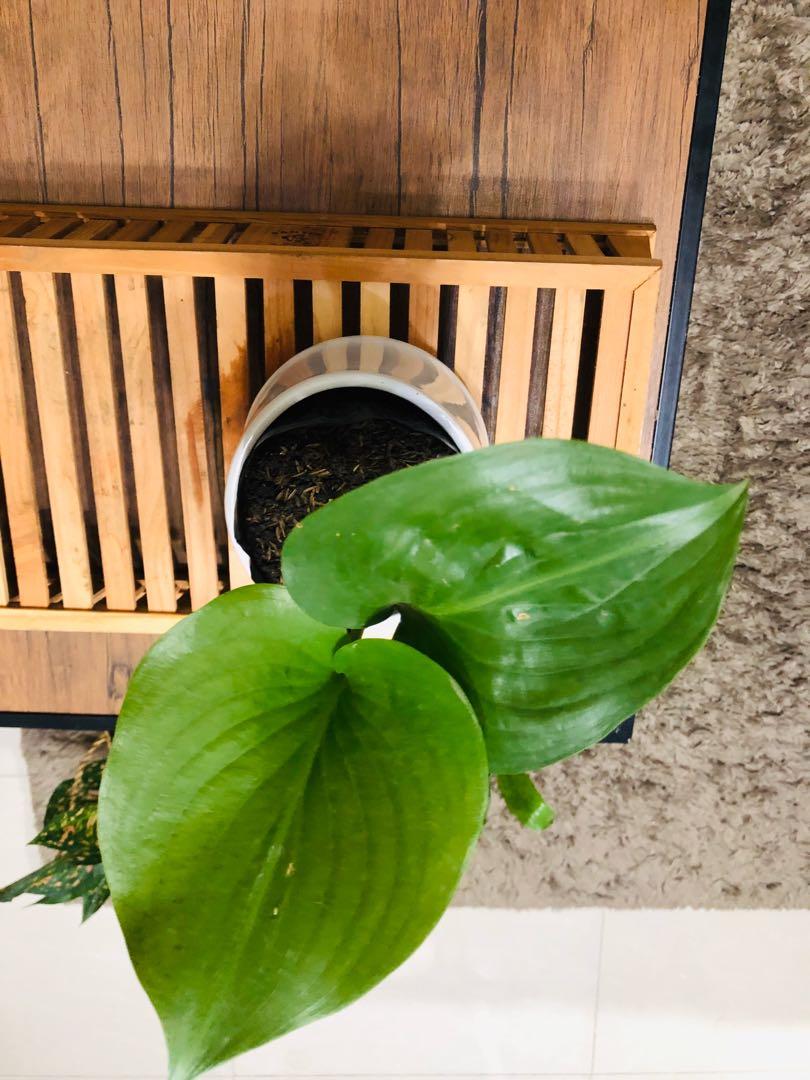 Abud Plant - Hosta Buster Plant, Furniture & Home Living, Gardening ...