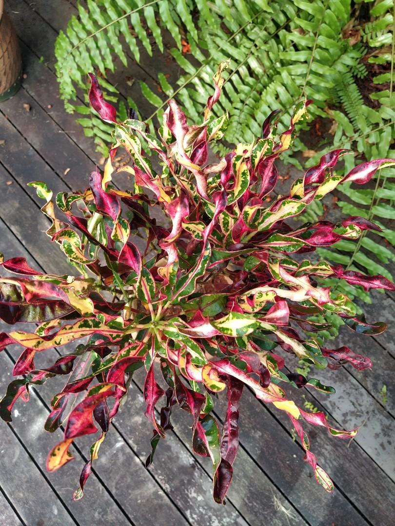 Curly Mammy Croton Plant, Furniture & Home Living, Gardening, Plants ...