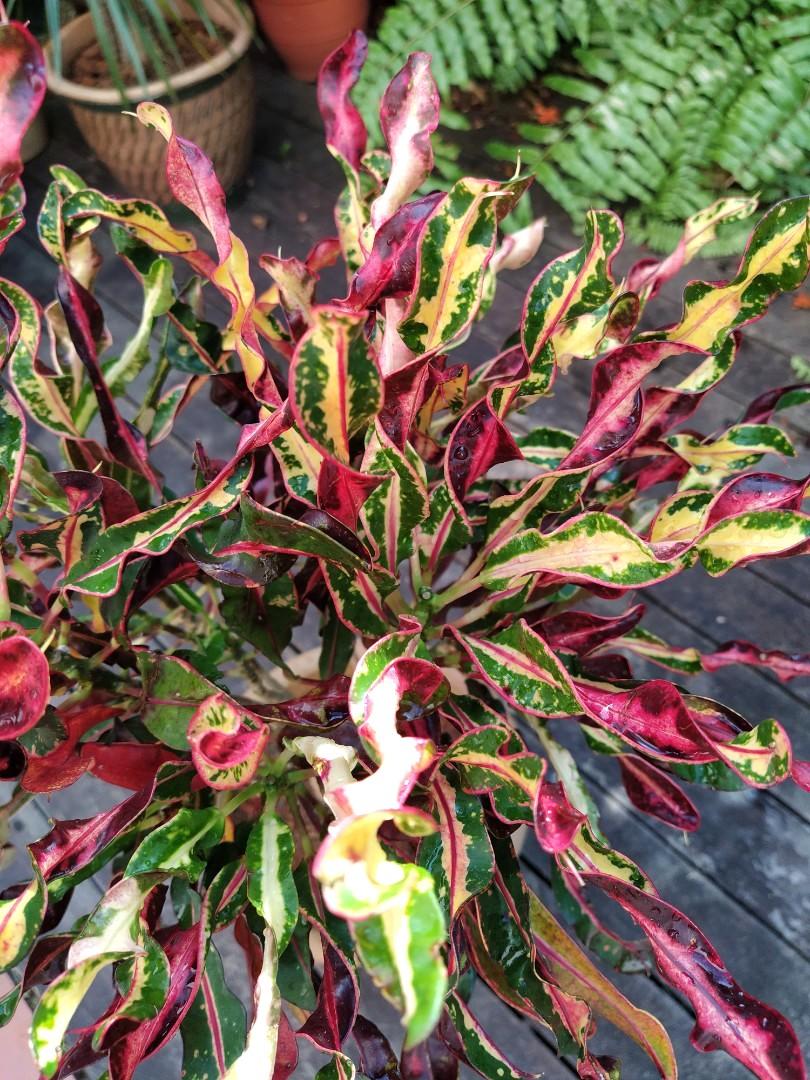 Curly Mammy Croton Plant, Furniture & Home Living, Gardening, Plants ...