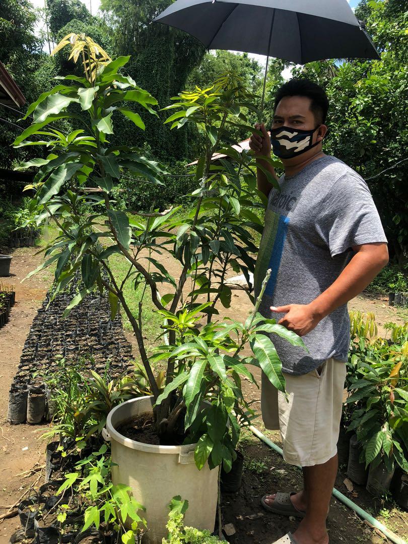 Mango 11 in 1 (rare for collection), Furniture & Home Living, Gardening ...