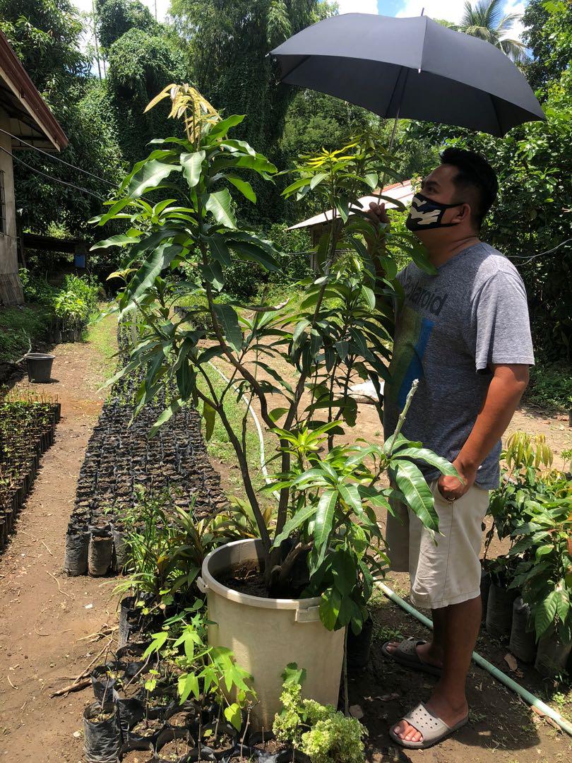 Mango 11 in 1 (rare for collection), Furniture & Home Living, Gardening ...