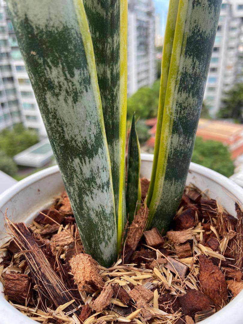 Tall snake plant, Furniture & Home Living, Gardening, Plants & Seeds on ...