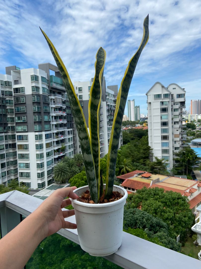 Tall snake plant, Furniture & Home Living, Gardening, Plants & Seeds on ...
