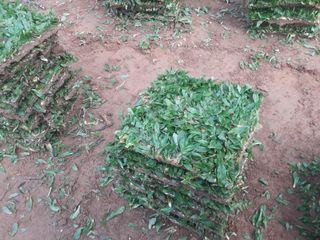 frog grass | Plants & Seeds | Carousell Philippines