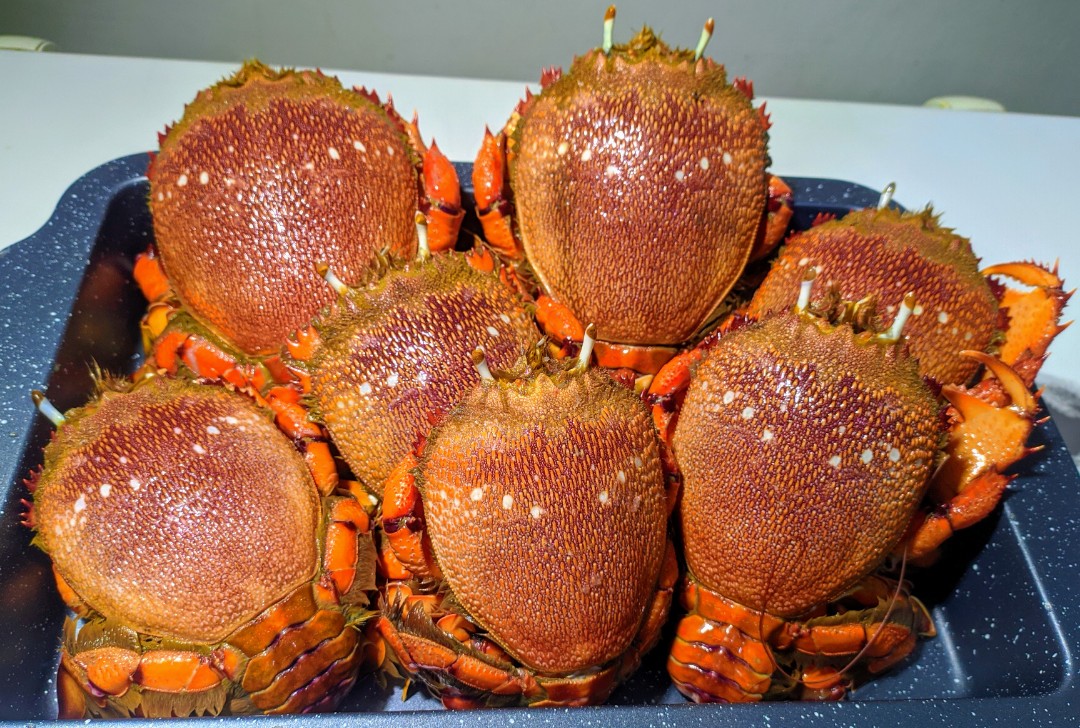 Zamboanga Curacha Seaafood, Food & Drinks, Fresh Produce on Carousell