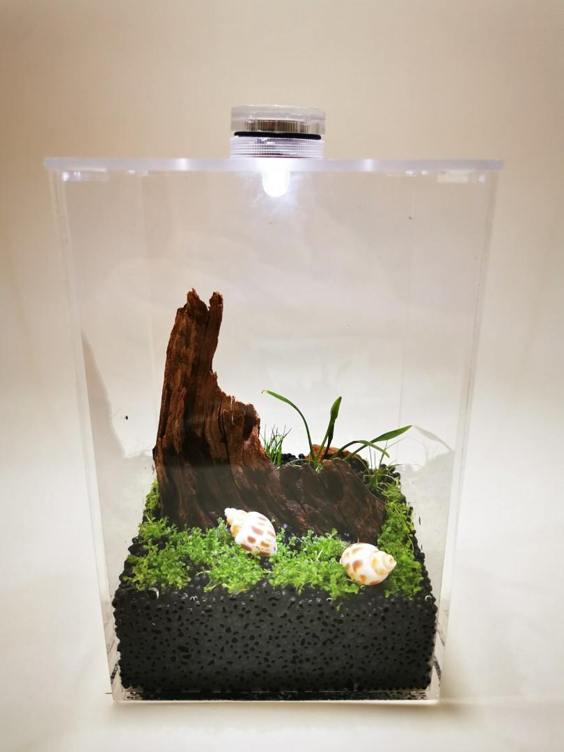 Closed Terrarium / Mini Aquatic fish tank with Aquatic Plants and ...