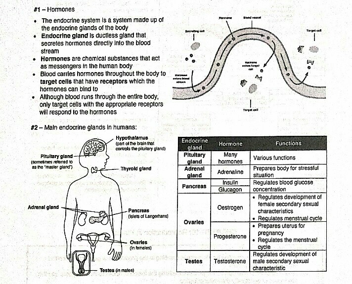 BEST combine bio notes o level (content + summary + revision) to get A1 ...