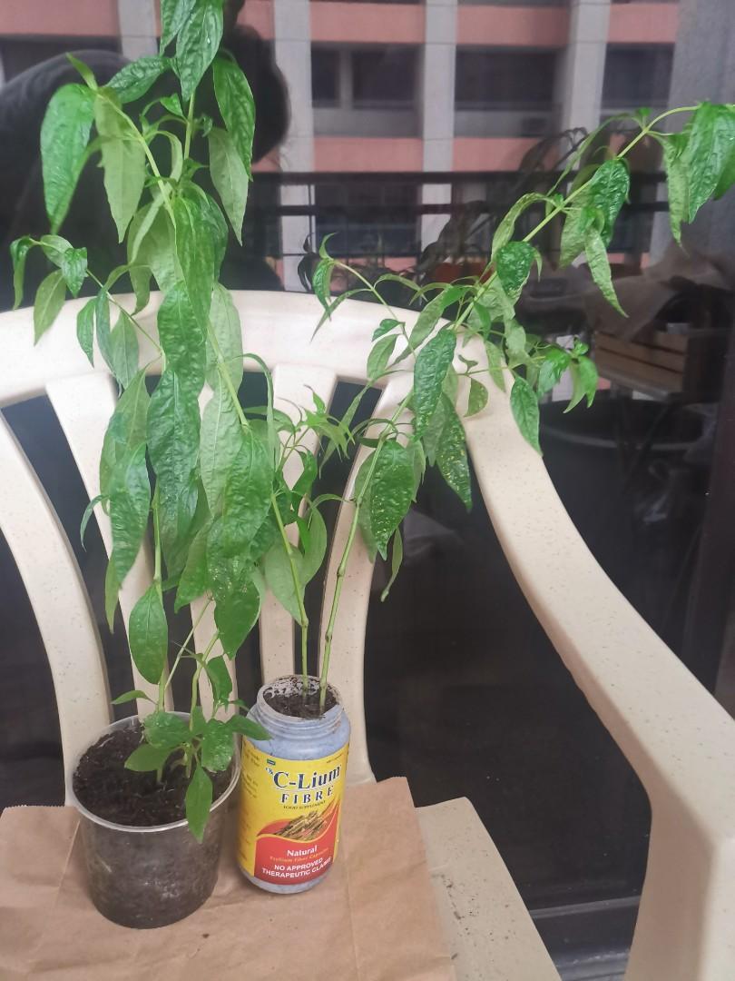 Serpentina Plant, Furniture & Home Living, Gardening, Plants & Seeds on ...