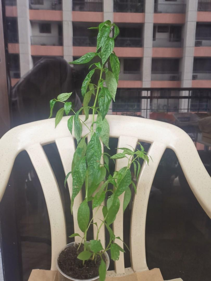 Serpentina Plant, Furniture & Home Living, Gardening, Plants & Seeds on ...