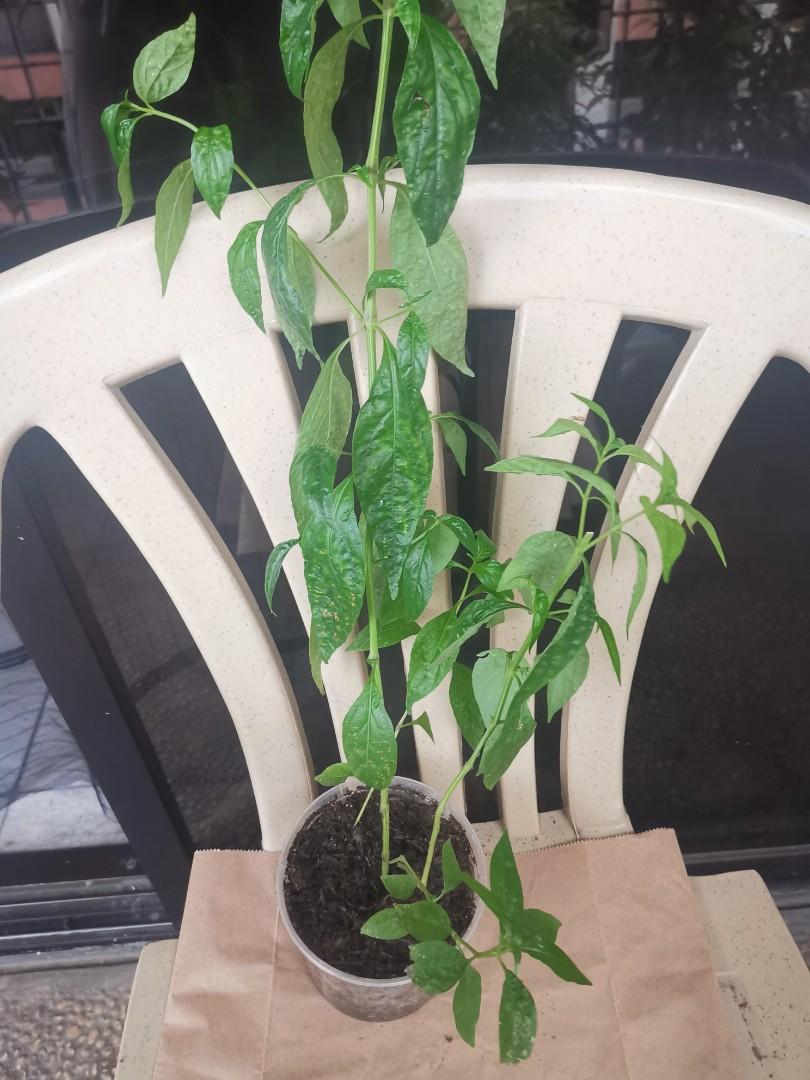 Serpentina Plant, Furniture & Home Living, Gardening, Plants & Seeds on ...