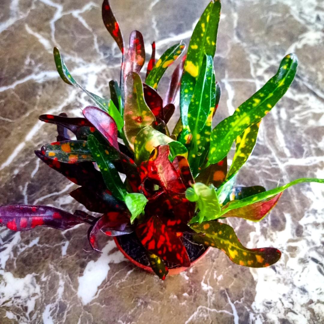 Mini Curly Croton, Furniture & Home Living, Gardening, Plants & Seeds ...