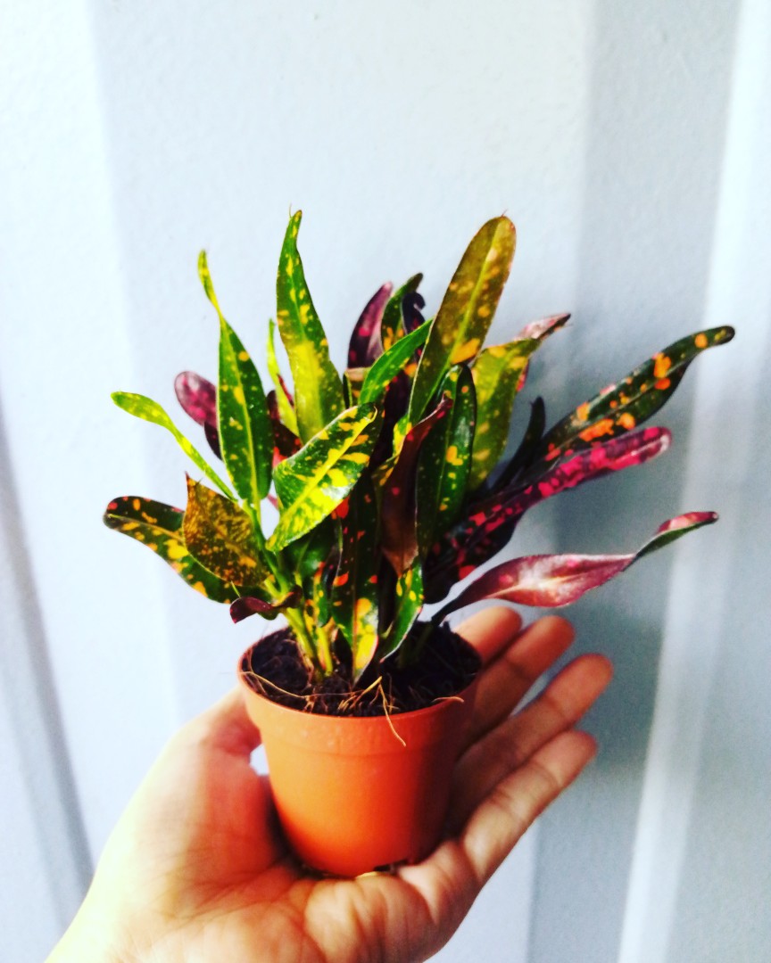 Mini Curly Croton, Furniture & Home Living, Gardening, Plants & Seeds ...