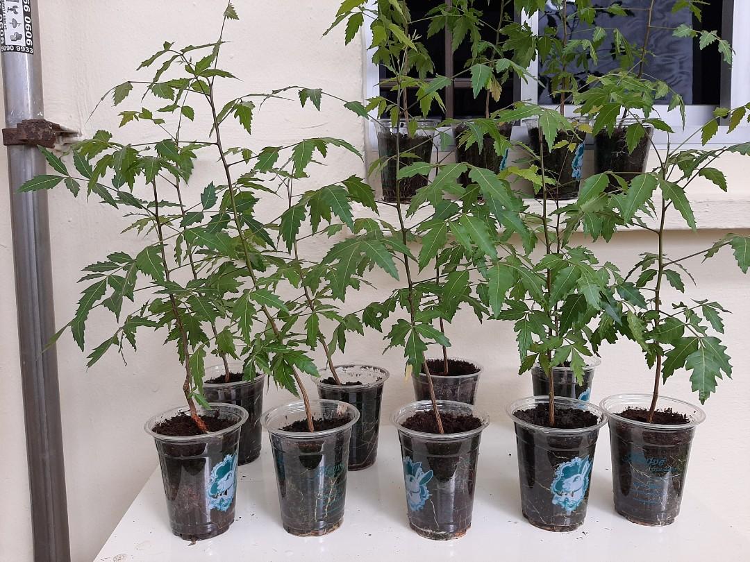 Neem tree saplings, Gardening, Plants on Carousell