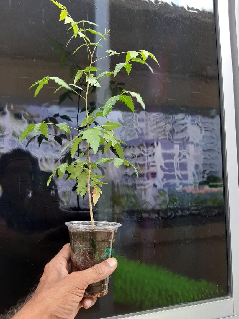 Neem tree saplings, Gardening, Plants on Carousell