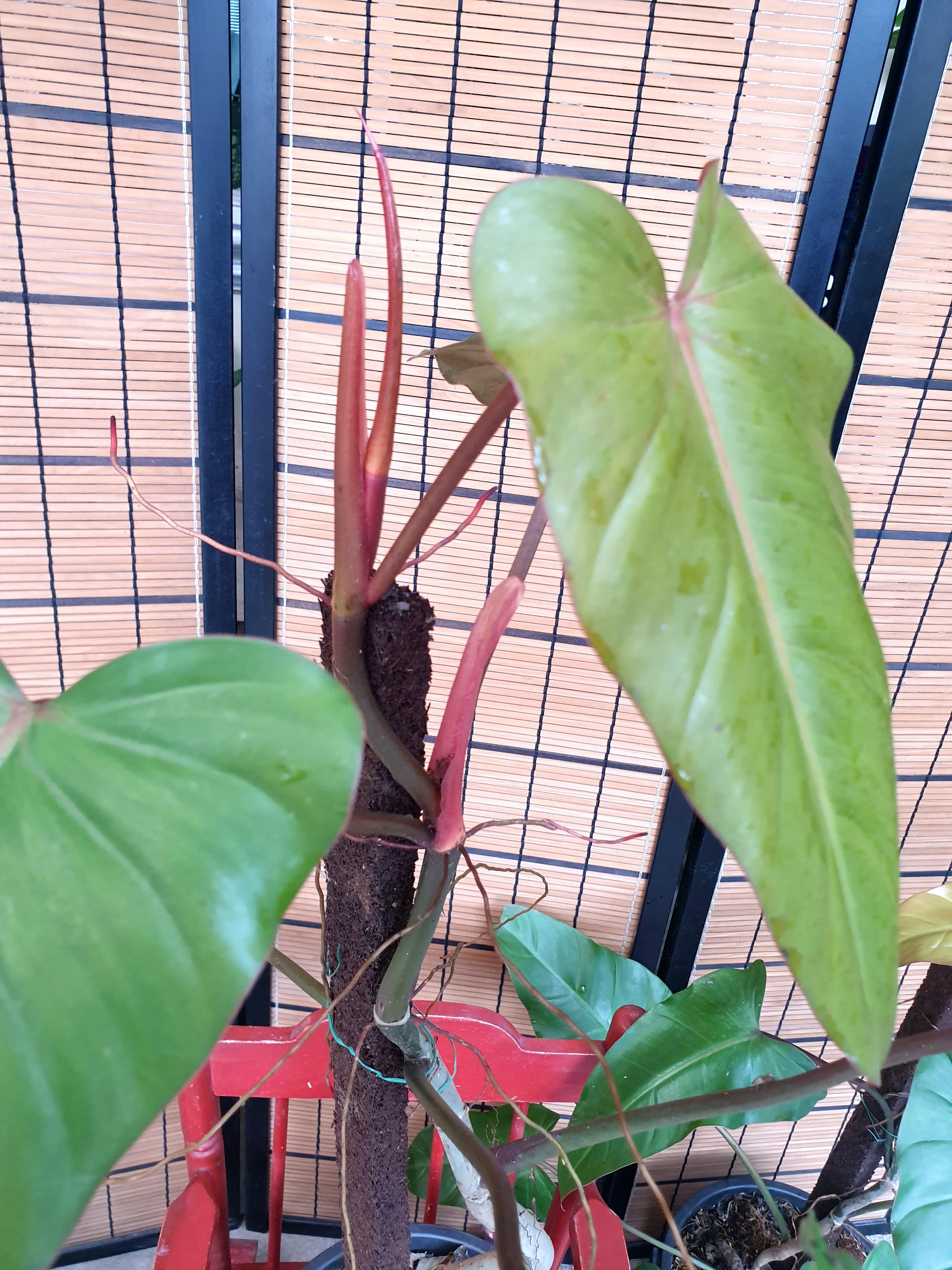 PHILODENDRON ERUBESCENS/BLUSHING PHILODENDRON, Furniture & Home Living ...