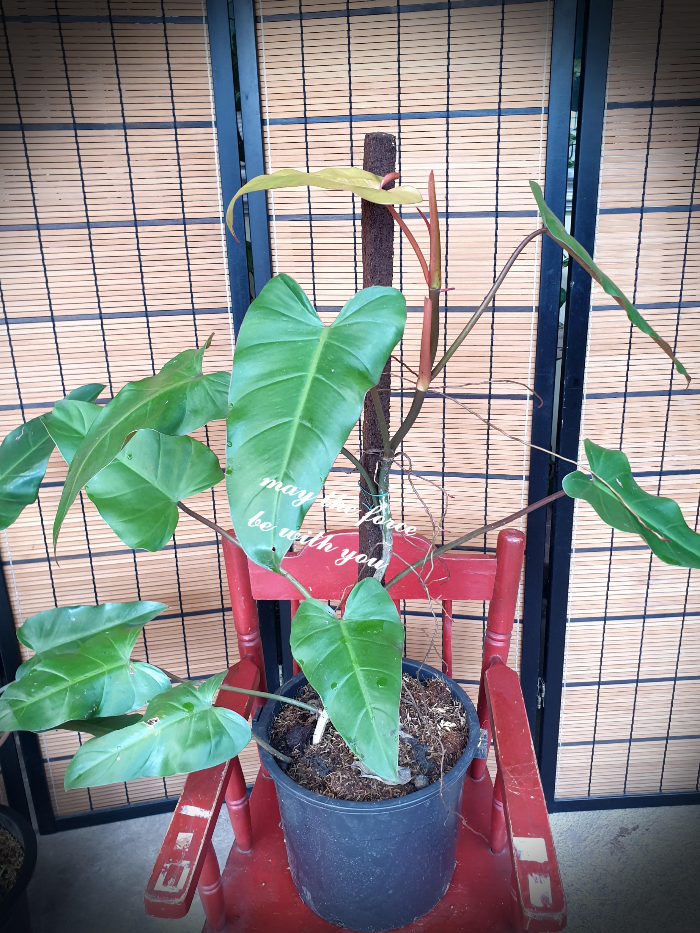 PHILODENDRON ERUBESCENS/BLUSHING PHILODENDRON, Furniture & Home Living ...
