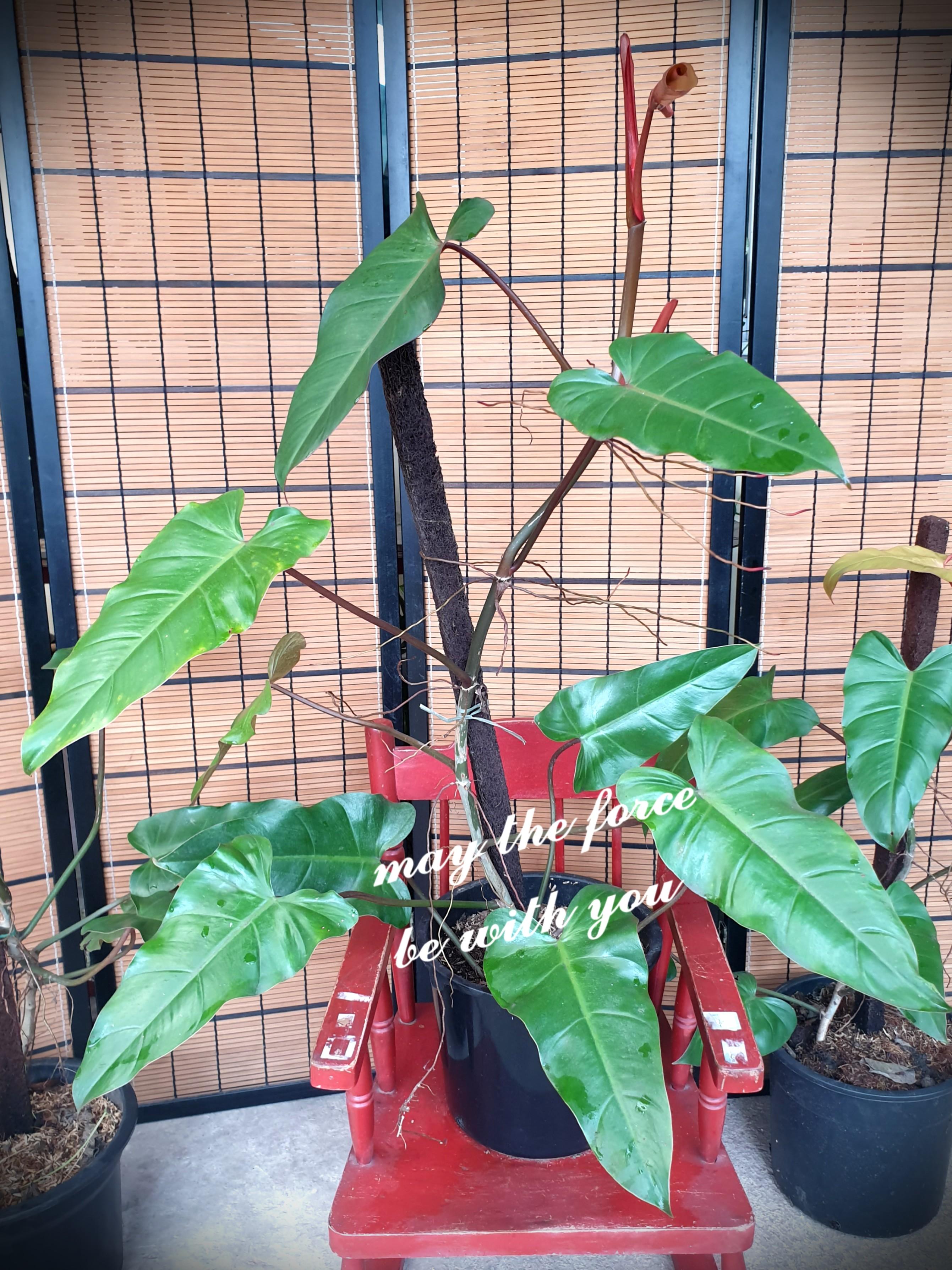 PHILODENDRON ERUBESCENS/BLUSHING PHILODENDRON, Furniture & Home Living ...