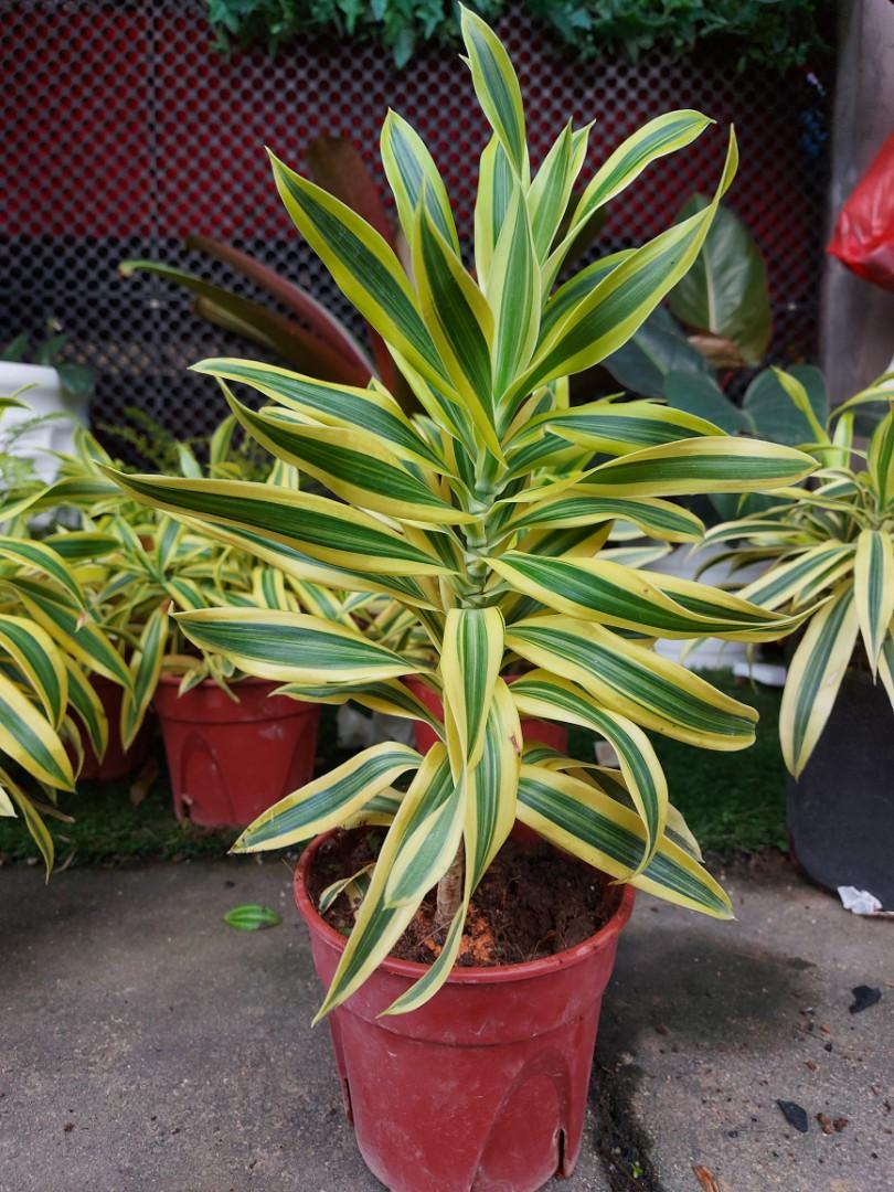 Variegated Song of India // Pleomele // Dracaena Reflexa Variegata ...