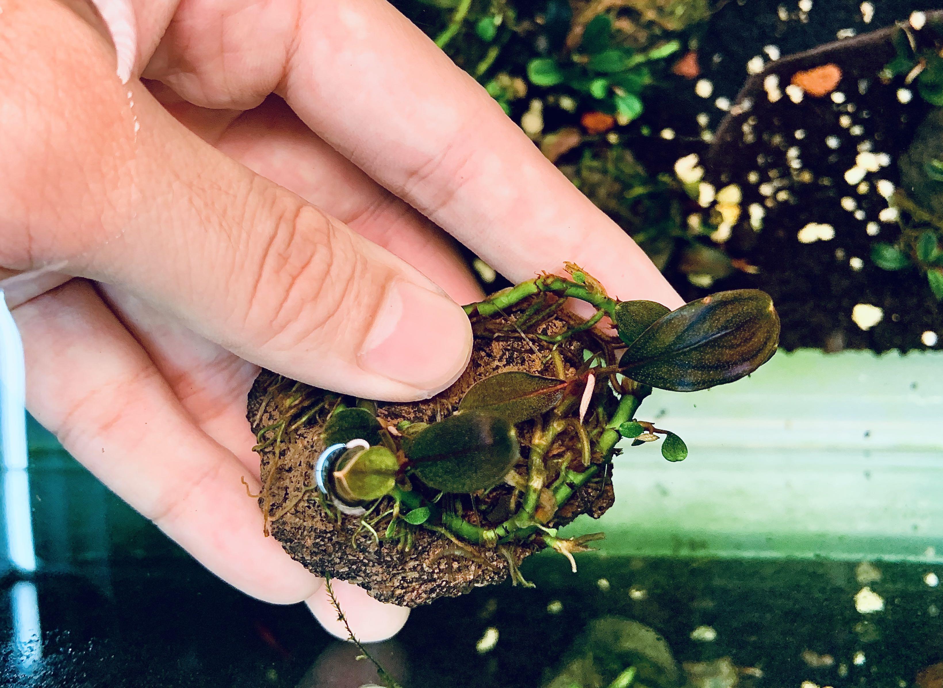 Bucephalandra Species, Furniture & Home Living, Gardening, Plants ...