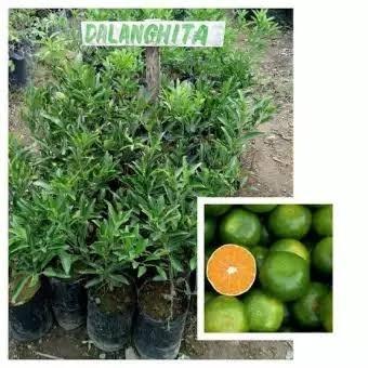 Dalandan Dalanghita Sweet citrus tree, Furniture & Home Living ...