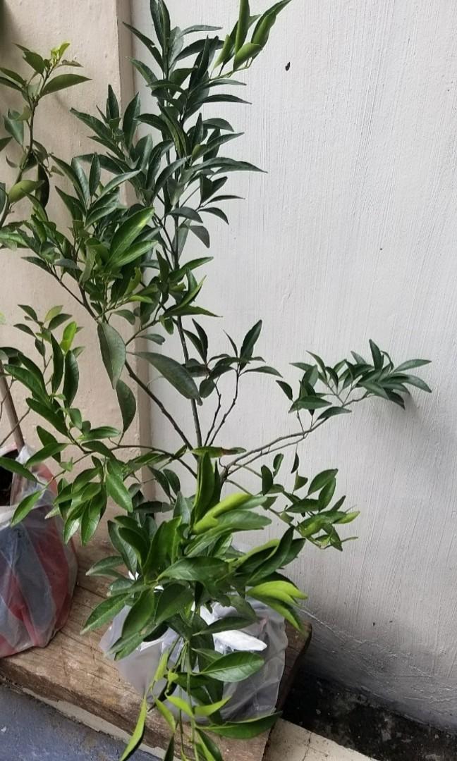 Dalandan Dalanghita Sweet citrus tree, Furniture & Home Living ...