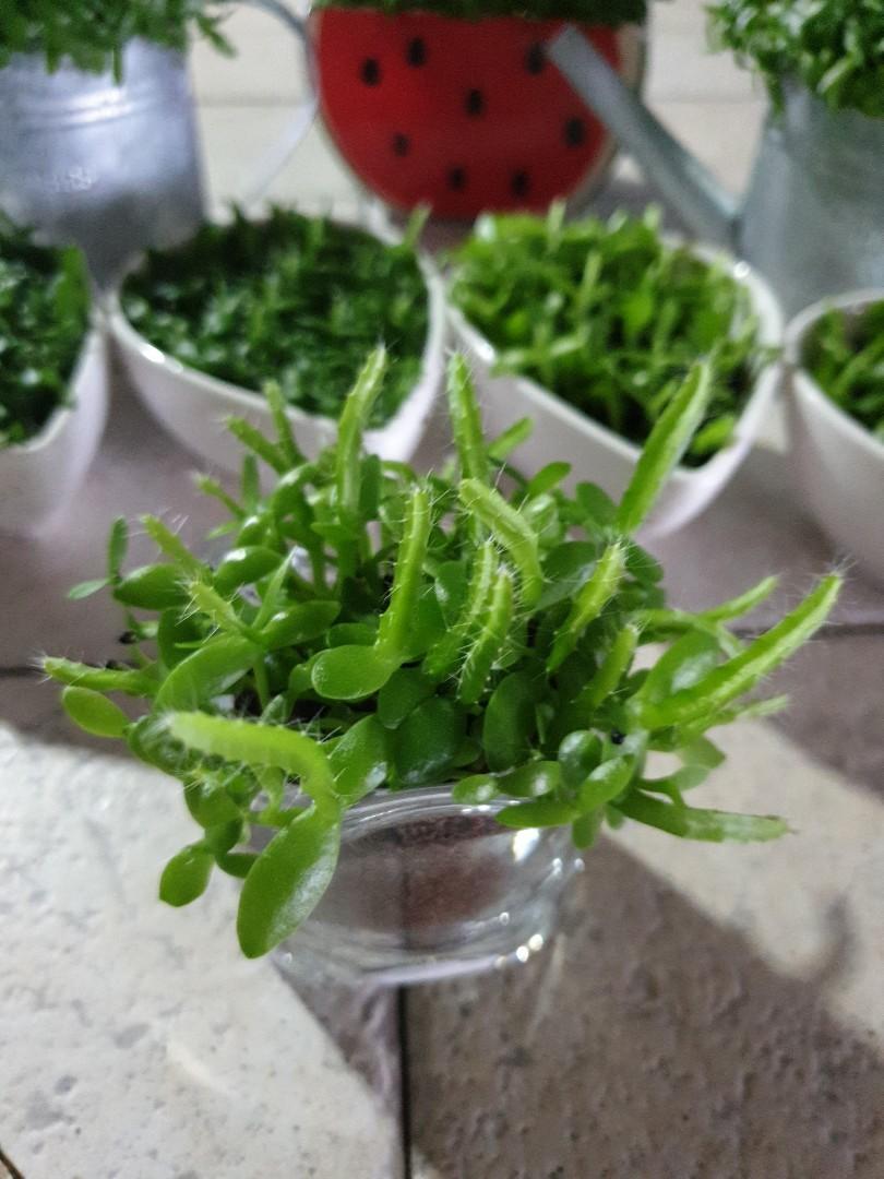 Dragon fruit mini plants, Furniture & Home Living, Gardening, Plants ...