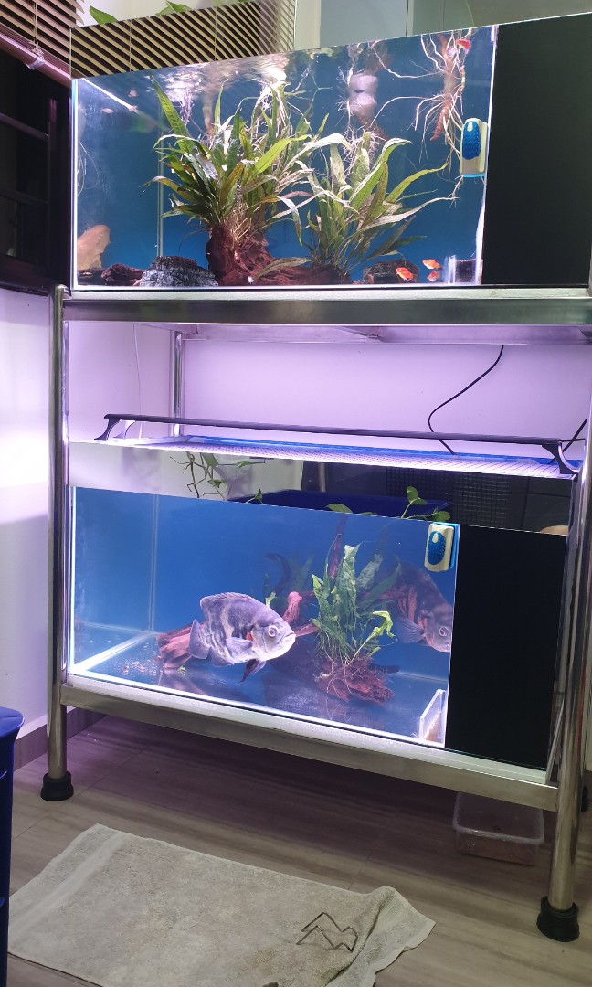 3ft Fish Tank - 2 Tier With Stainless Steel Stand, Pet Supplies, Homes ...