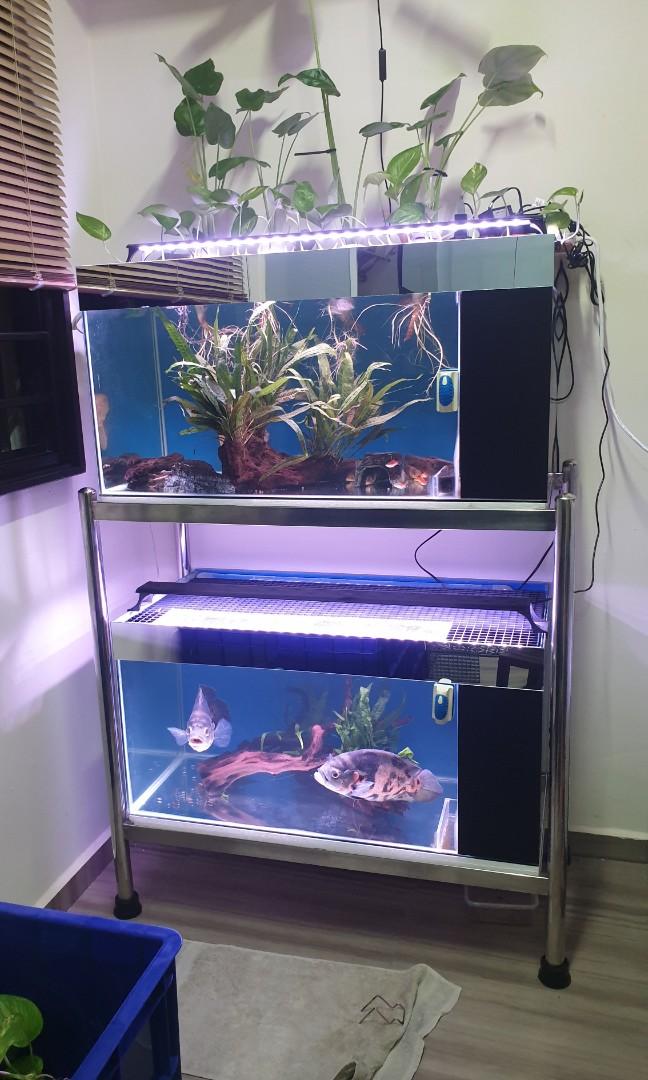 3ft Fish Tank - 2 Tier With Stainless Steel Stand, Pet Supplies, Homes ...