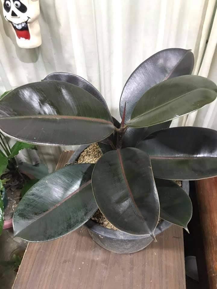Black Prince Rubber Tree, Furniture & Home Living, Gardening, Plants ...