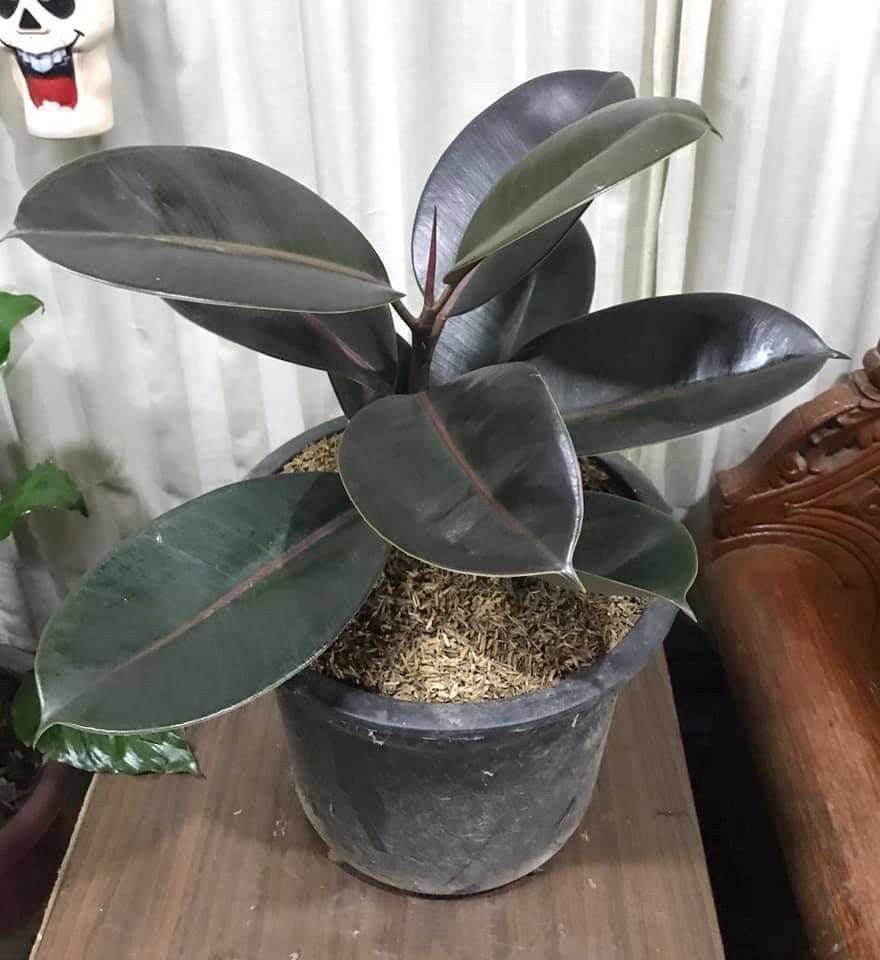 Black Prince Rubber Tree, Furniture & Home Living, Gardening, Plants ...