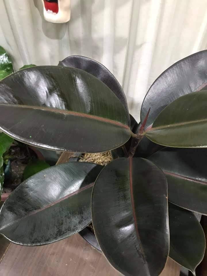 Black Prince Rubber Tree, Furniture & Home Living, Gardening, Plants ...