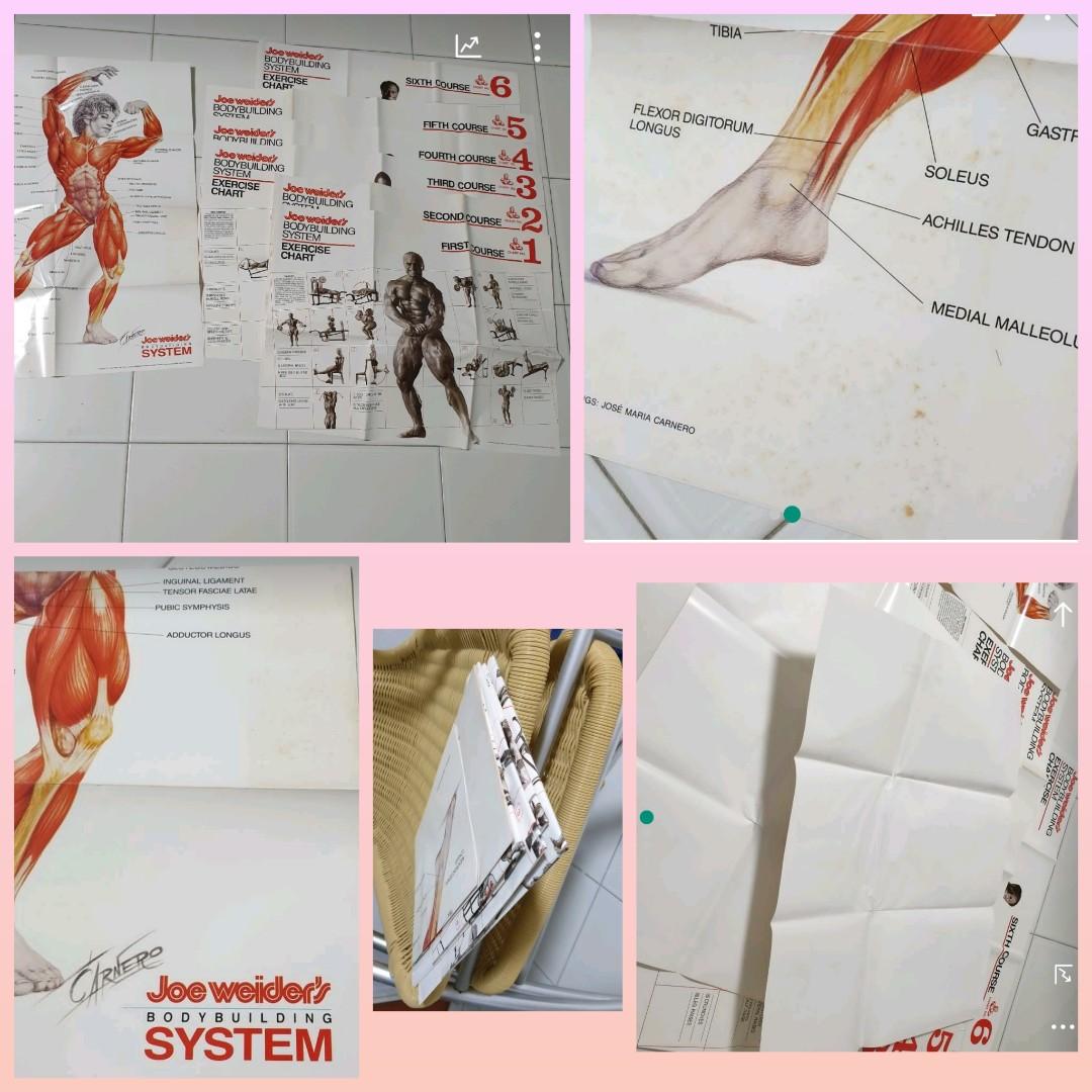 Bodybuilding encyclopedia +Book+Exercise Charts, Sports Equipment ...