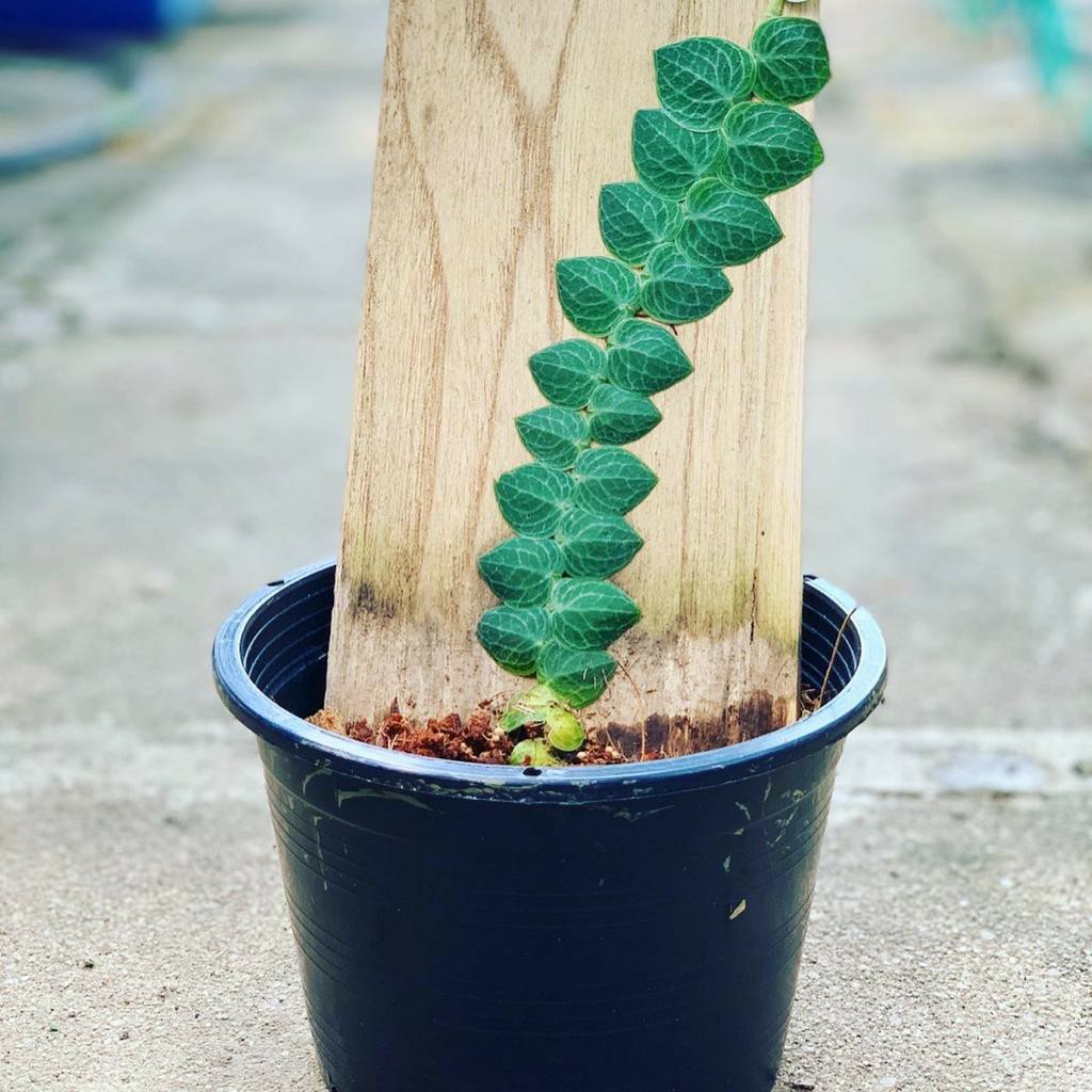 Rhaphidophora Cryptantha, Gardening, Plants on Carousell