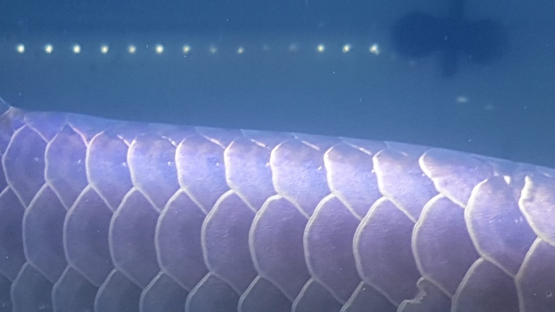 5 feet fish Arowana tank, Pet Supplies, For Fish, Fish Tanks on Carousell