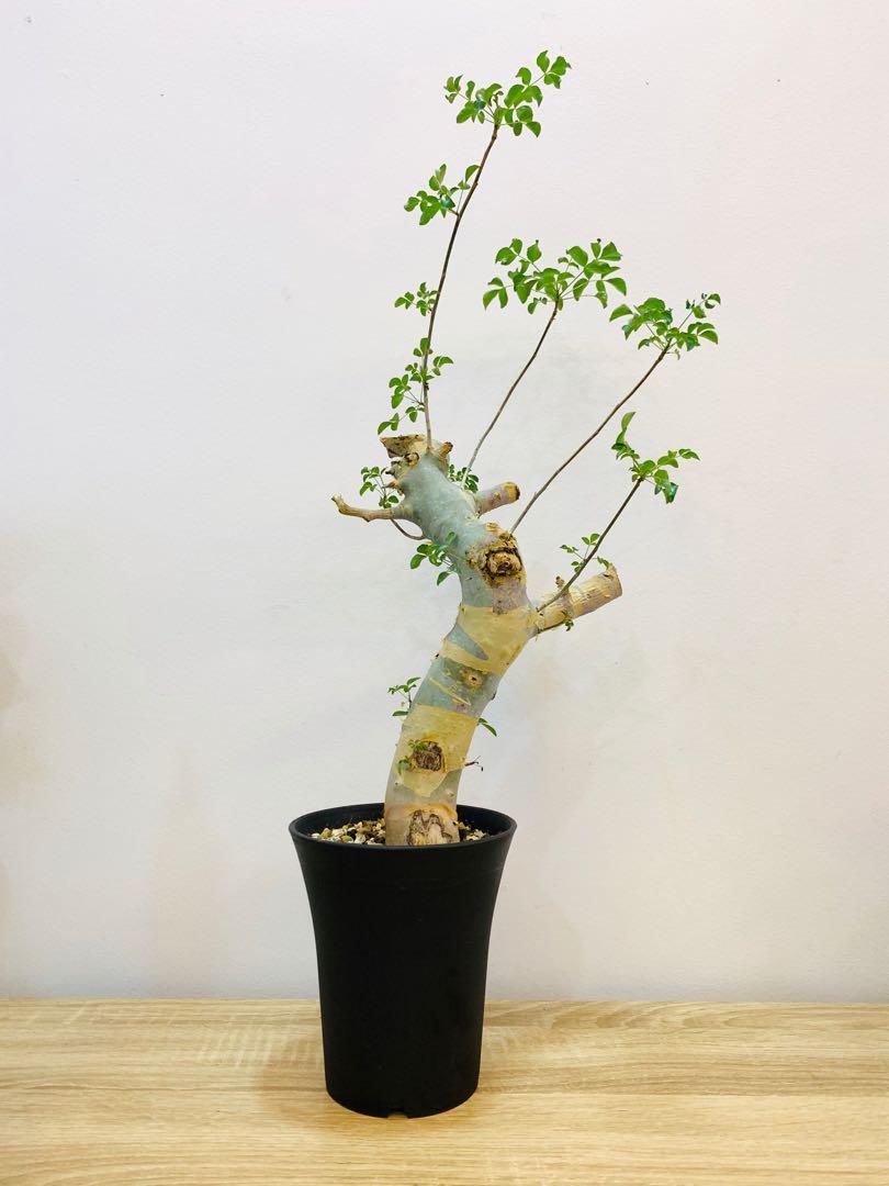 Commiphora kataf var turkanensis, Furniture & Home Living, Gardening ...