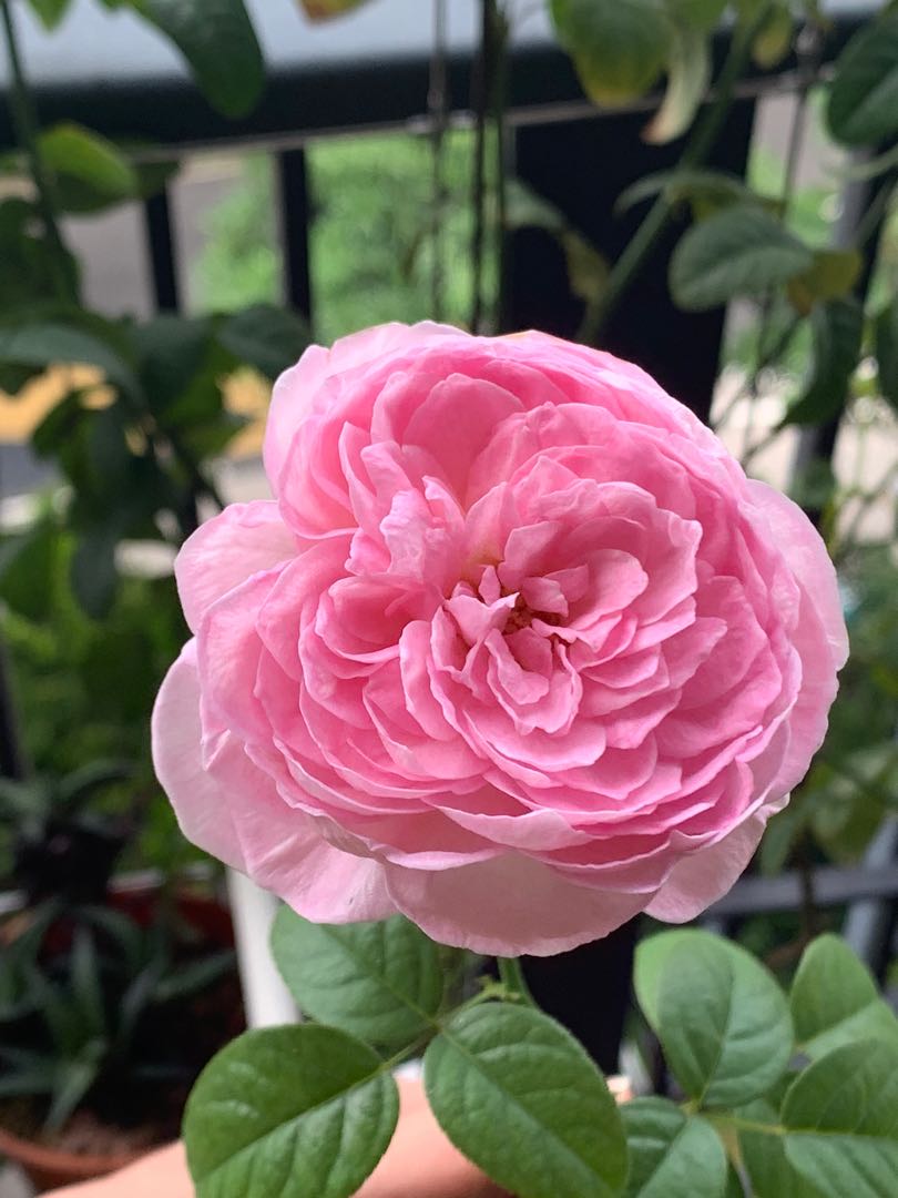 Rose Plant Mon Coeur, Furniture & Home Living, Home Decor, Artificial ...