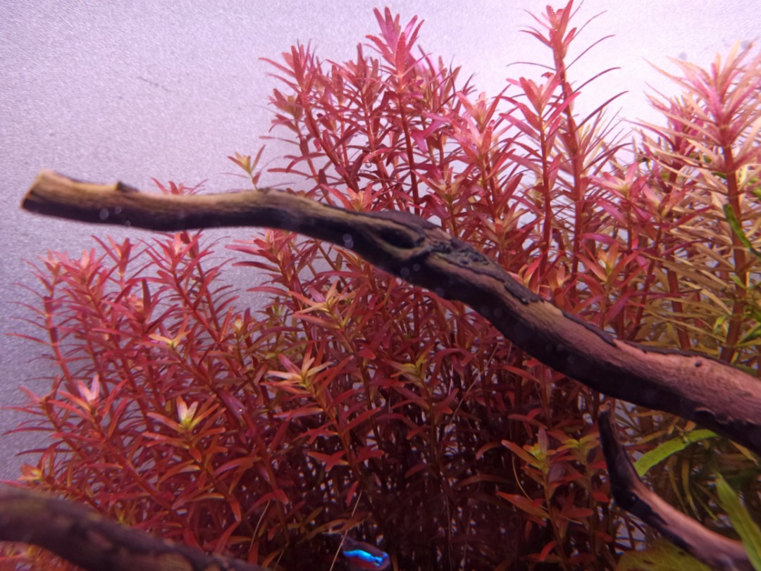 Rotala sp Blood Red, Furniture & Home Living, Gardening, Plants & Seeds ...