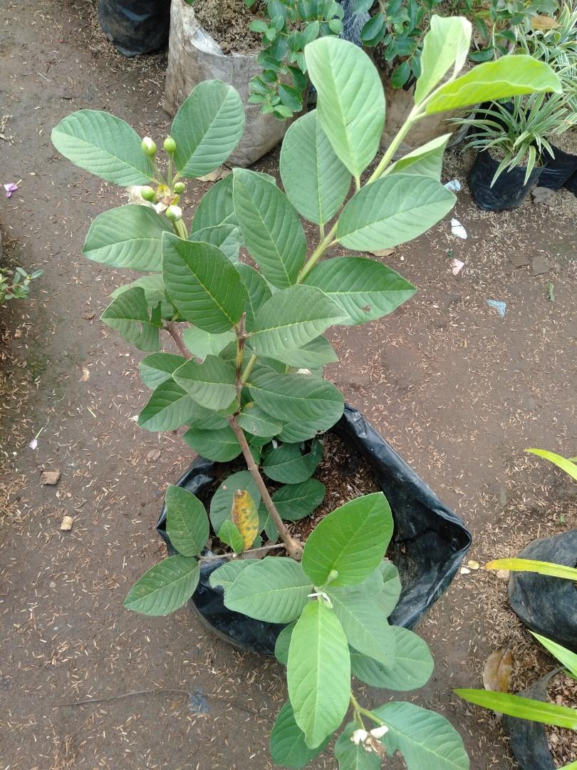 19+ Gambar Tanaman Jambu yang Wajib Diketahui - Informasi Seputar ...