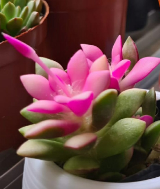 Anacampseros Sunrise PINK Succulent, Furniture & Home Living, Gardening ...