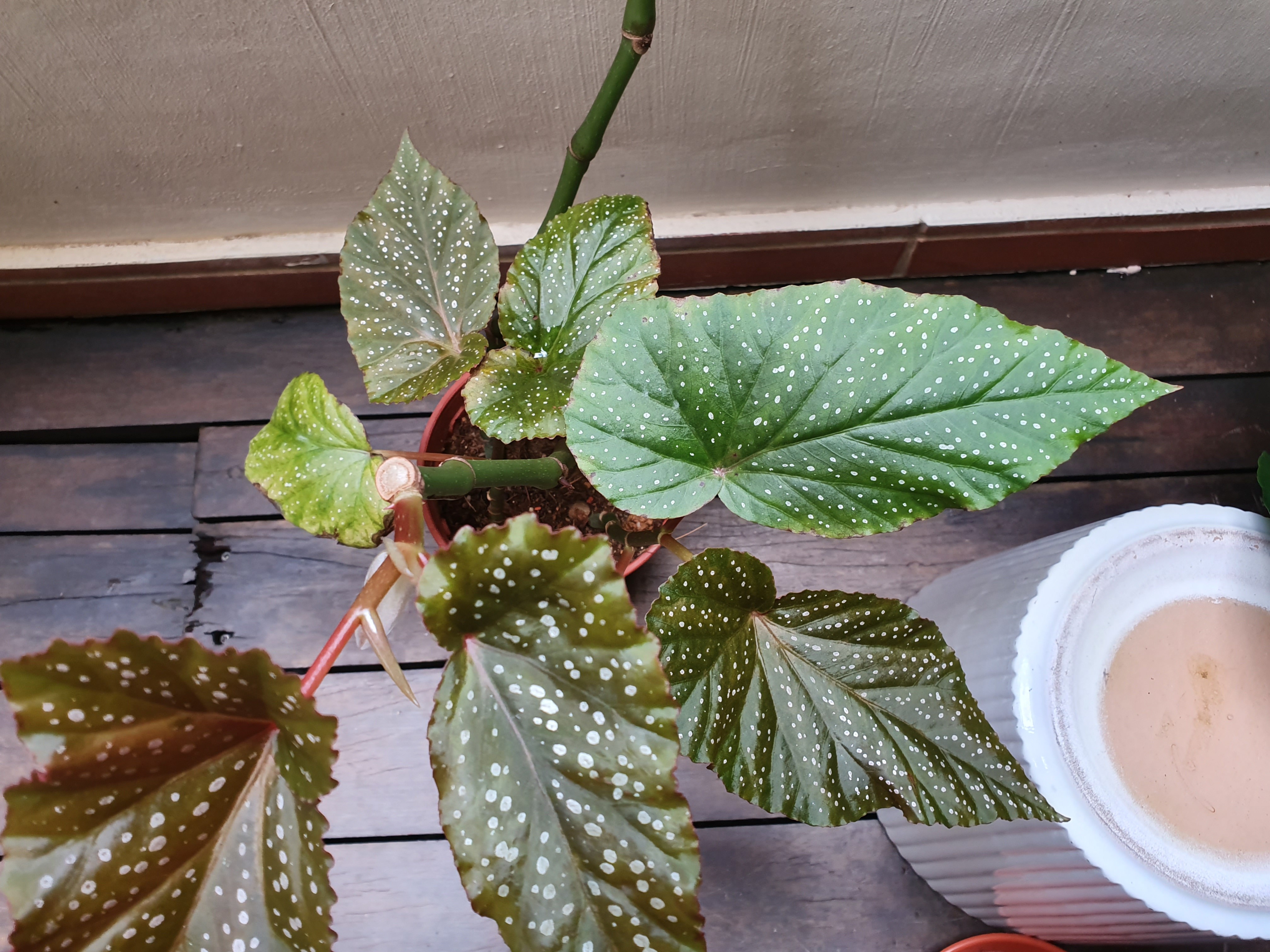 Begonia Lucerna, Furniture & Home Living, Gardening, Plants & Seeds on ...