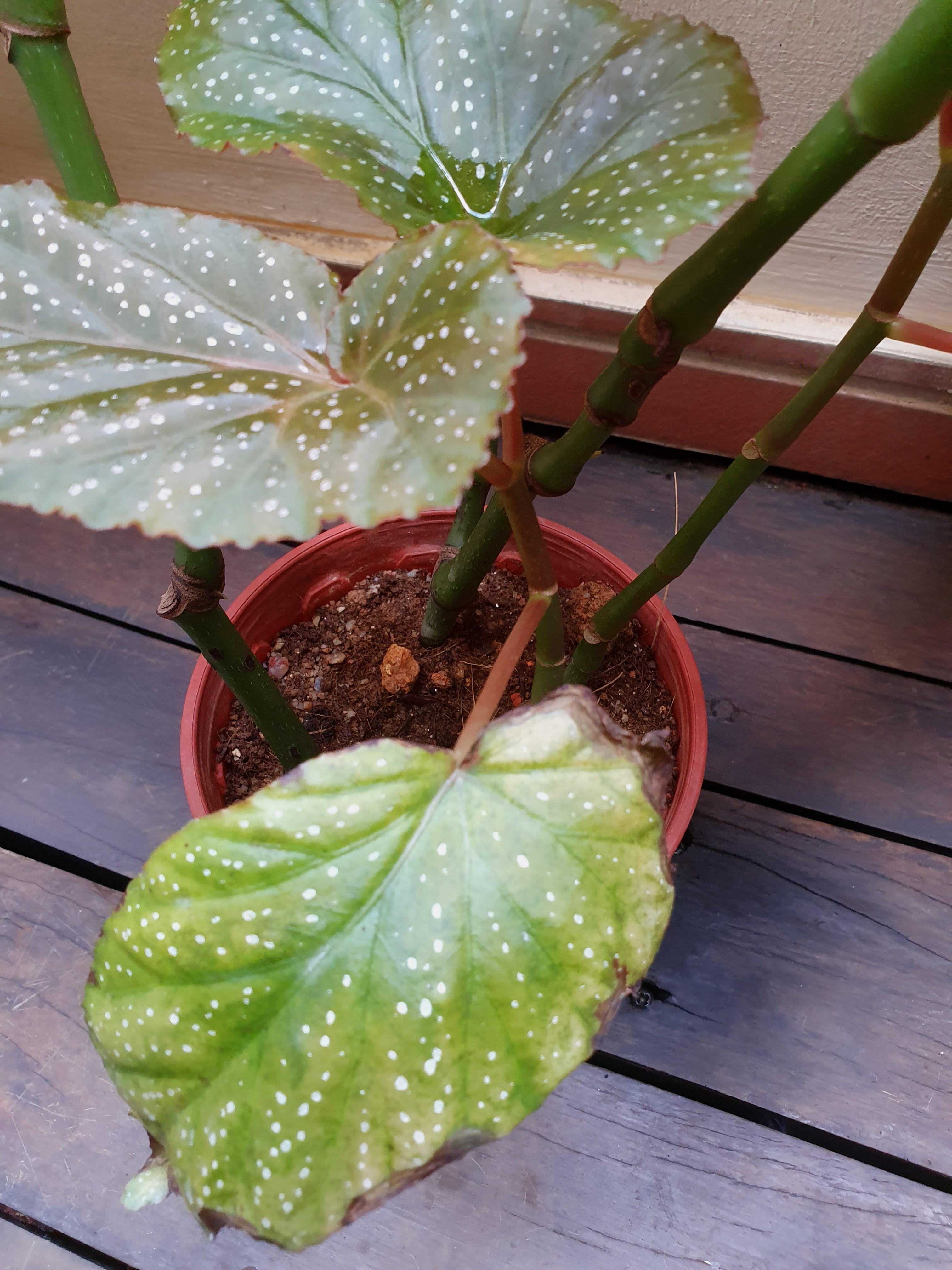 Begonia Lucerna, Furniture & Home Living, Gardening, Plants & Seeds on ...