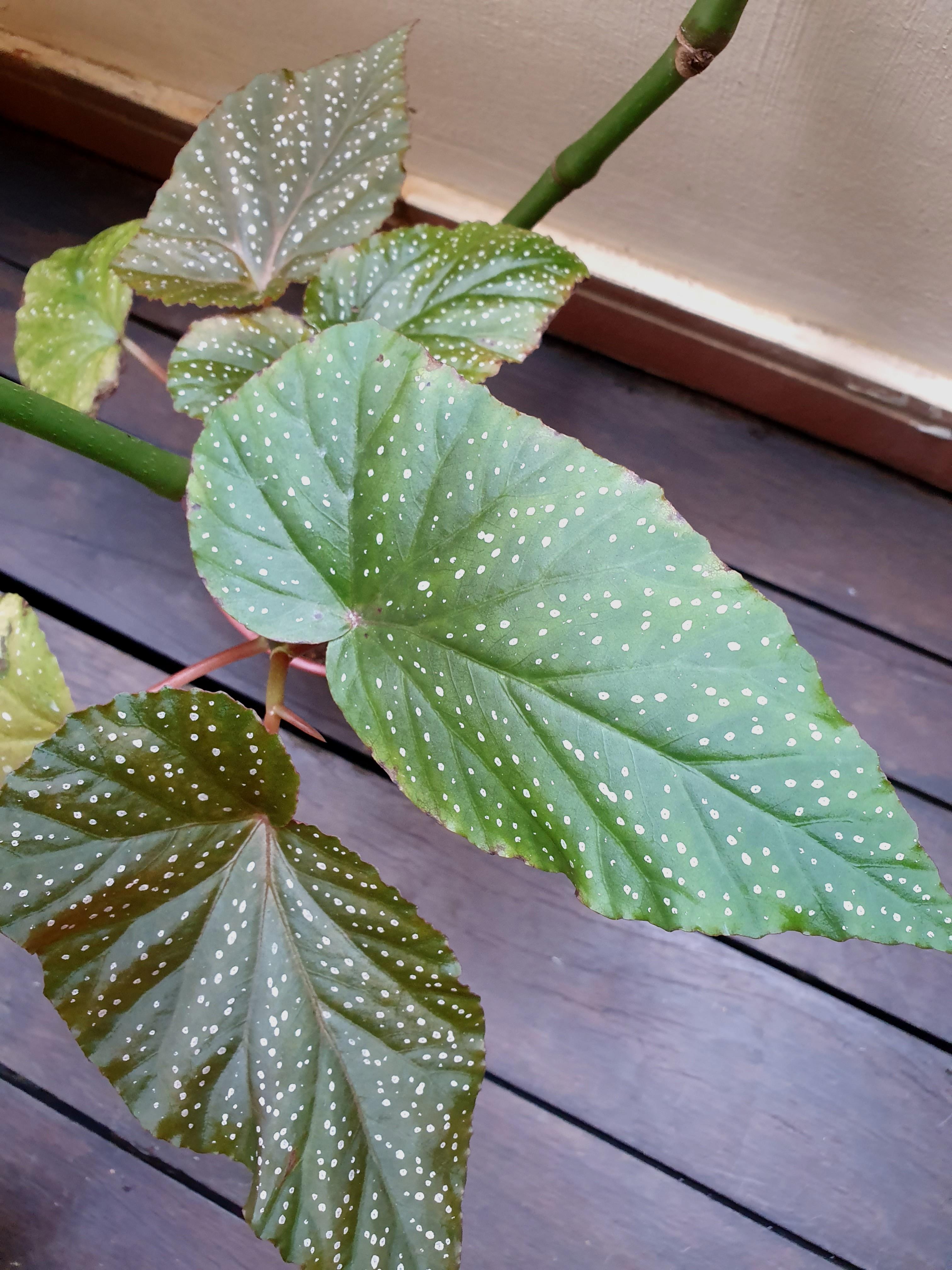 Begonia Lucerna, Furniture & Home Living, Gardening, Plants & Seeds on ...