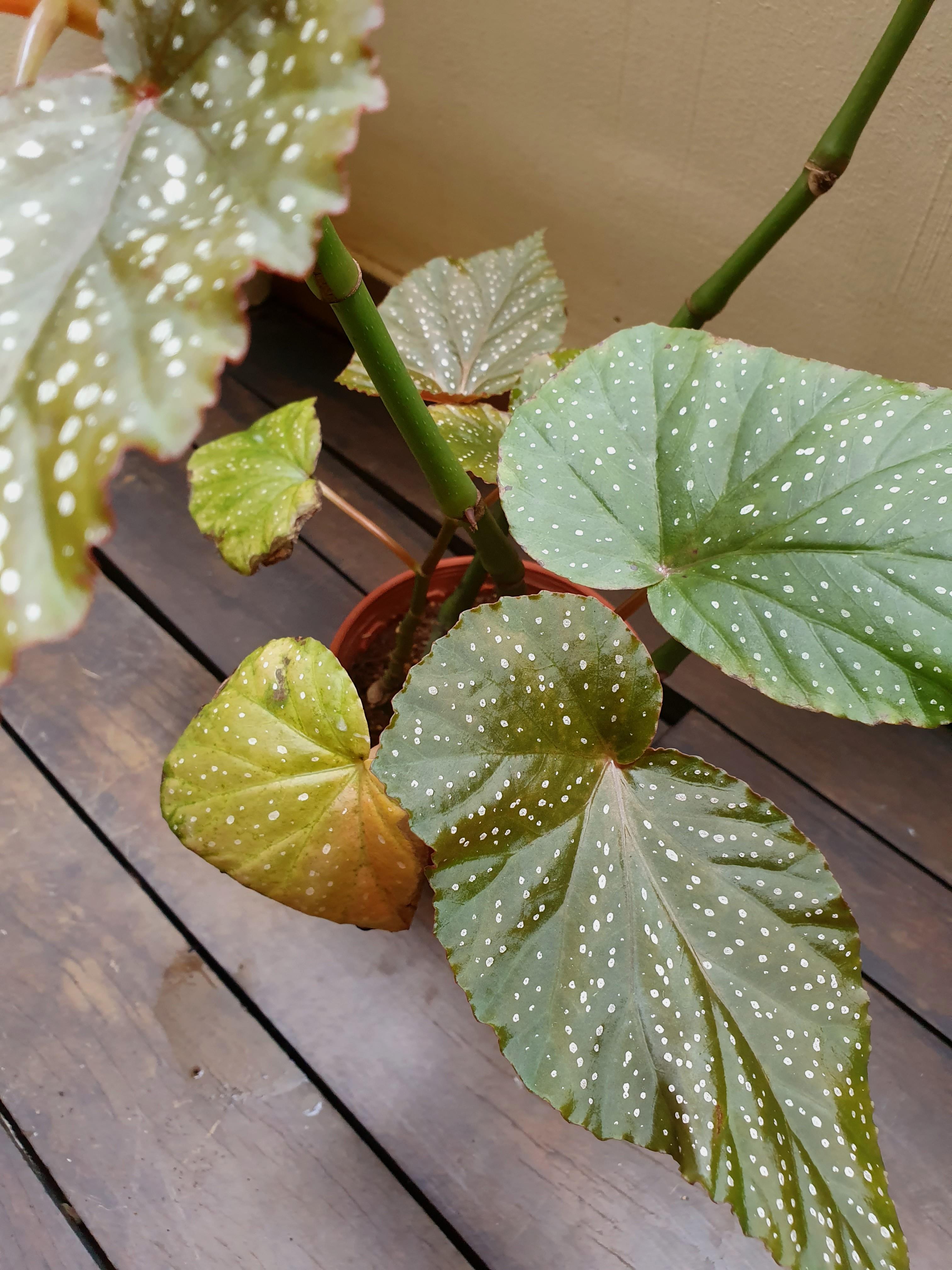 Begonia Lucerna, Furniture & Home Living, Gardening, Plants & Seeds on ...