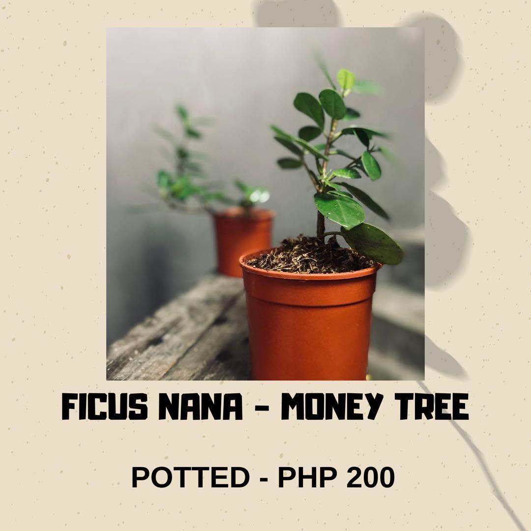 Ficus Nana (Money Tree), Furniture & Home Living, Gardening, Plants ...