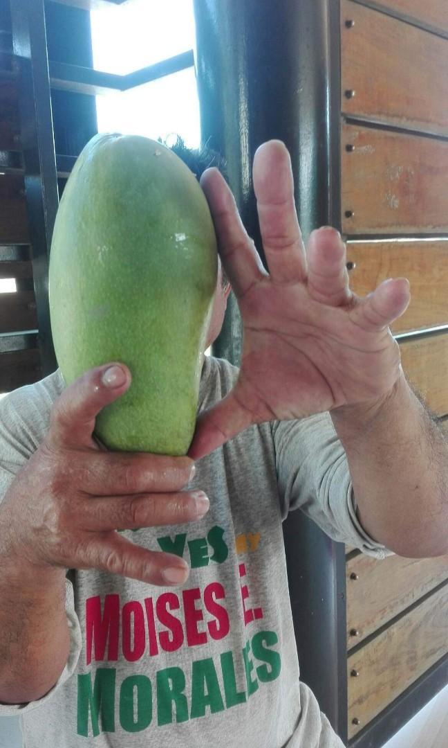 Golden queen mango, Furniture & Home Living, Gardening, Plants & Seeds ...