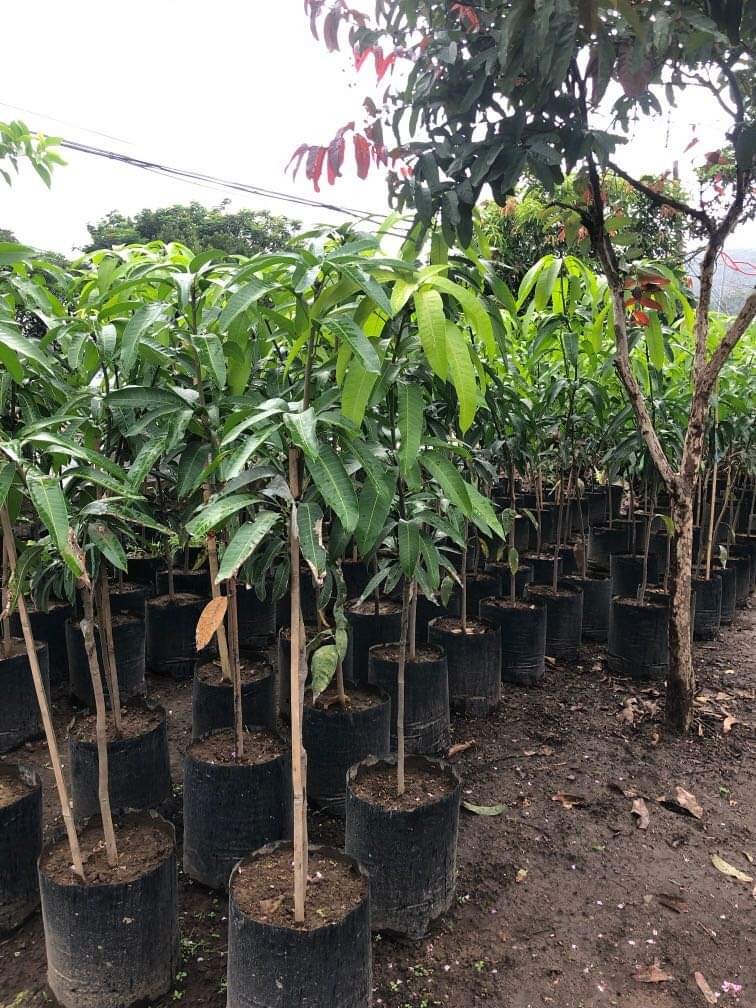 Golden queen mango, Furniture & Home Living, Gardening, Plants & Seeds ...