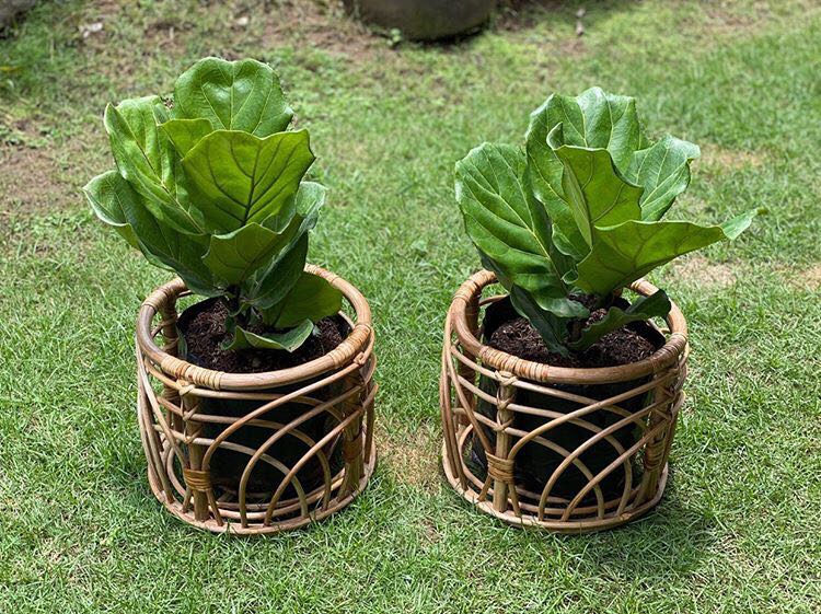 Native Planter Rattan Planter Plant Pots Plant Basket Rattan Basket ...