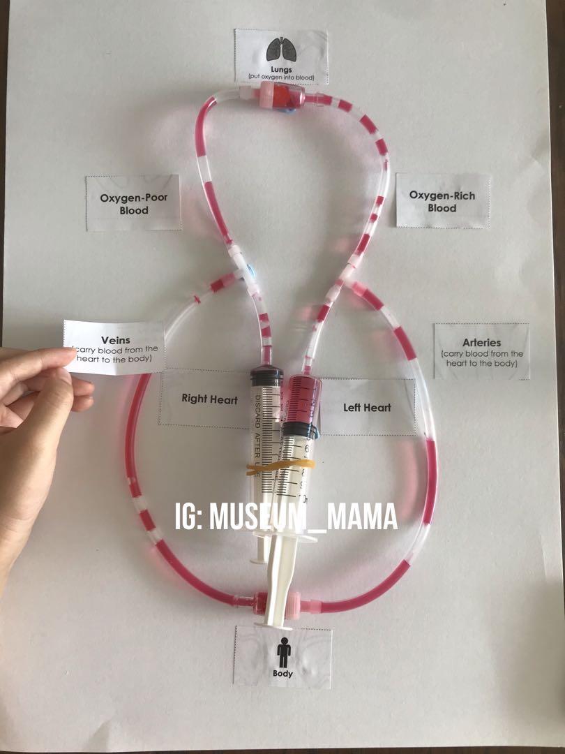 Primary school science kit: human body circulatory system, Everything ...